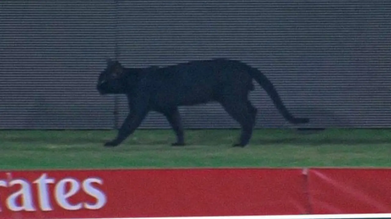 Champions Trophy 2025: Black cat stops play during Afghanistan vs South ...