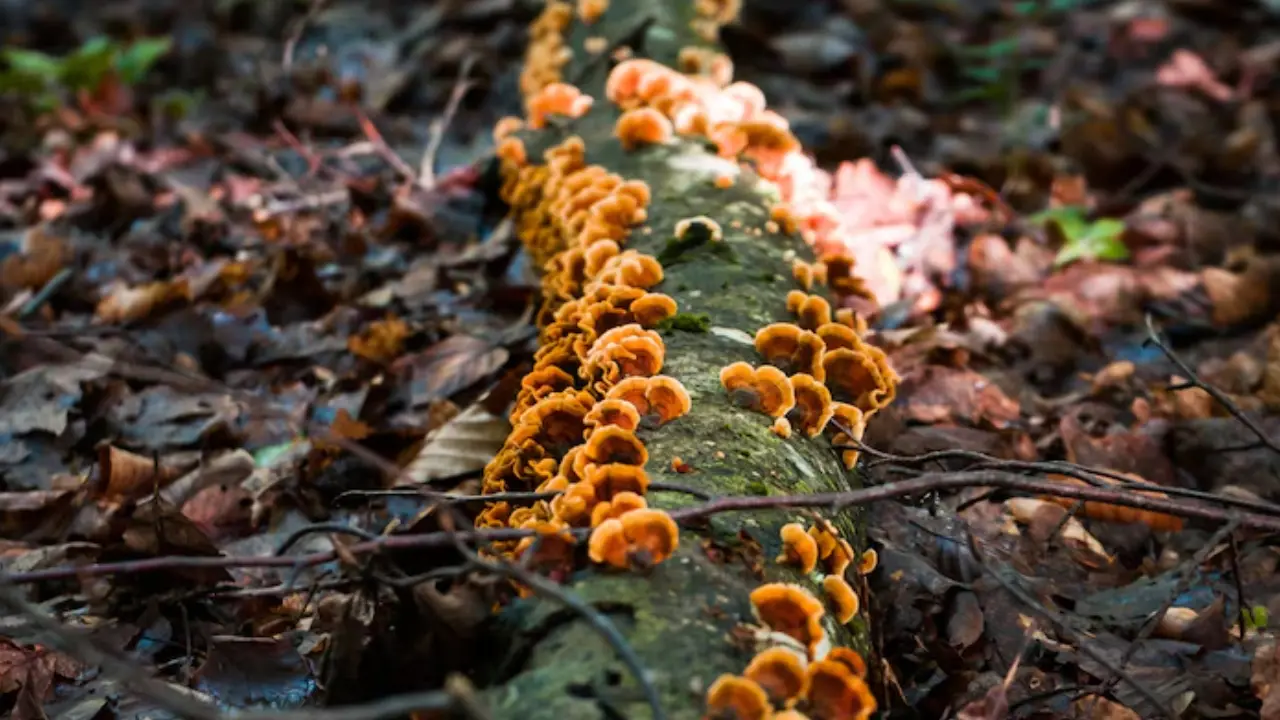 Fungi capable of eating human beings 'from inside out' spreading in new ...