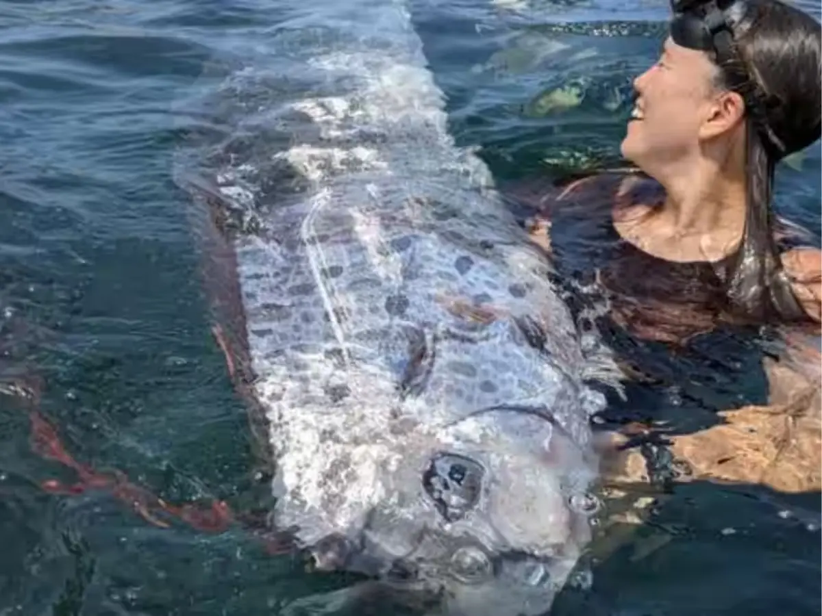 Doomsday fish seen four times in last 20 days, including in India. Here ...