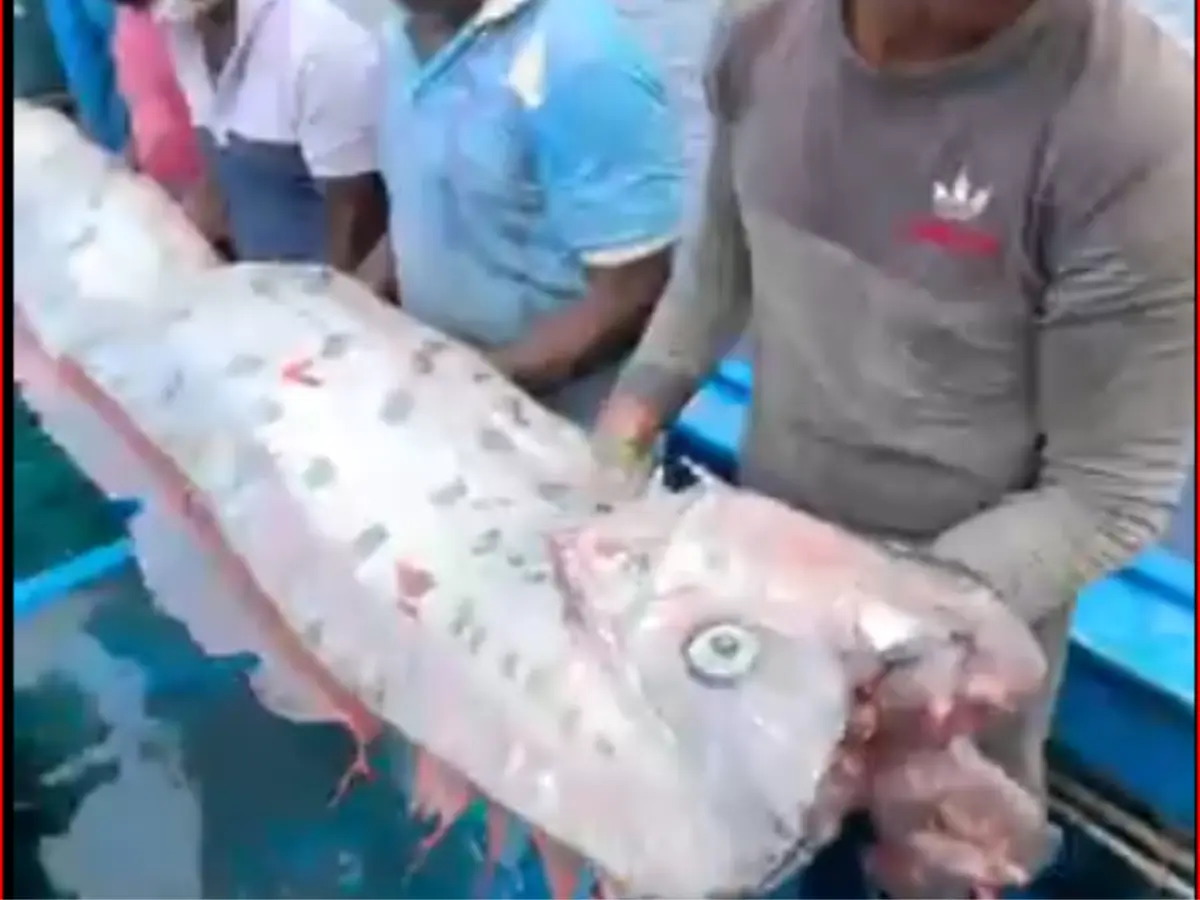 Doomsday fish seen four times in last 20 days, including in India. Here ...