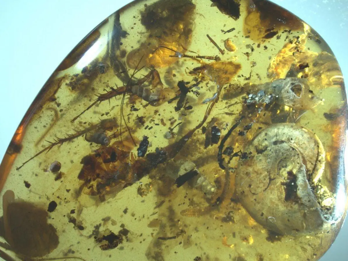 Prehistoric horror: 99-million-year-old ‘zombie’ fungus found bursting ...