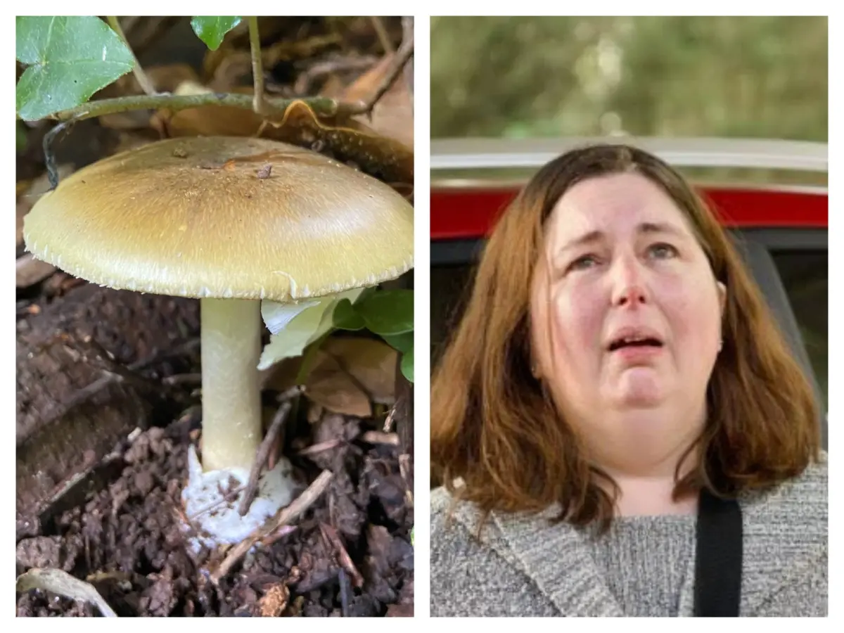 What is 'Death Cap Mushroom'? Toxic fungus linked to Erin Patterson ...