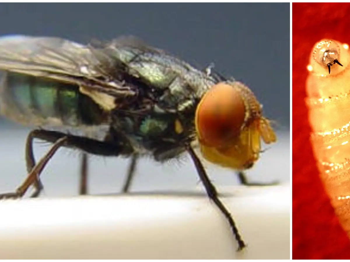 Fly vs Fly: Millions of flies will rain down from planes on America ...