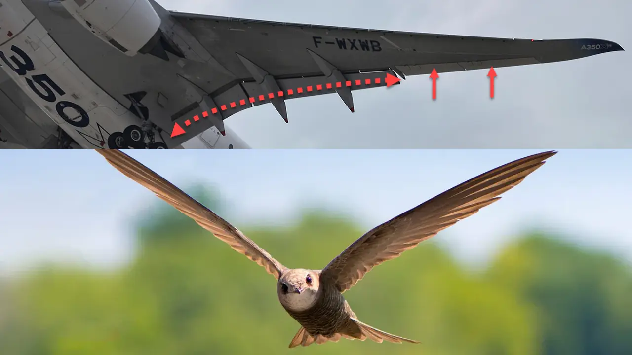 Best Plane Wings Designs