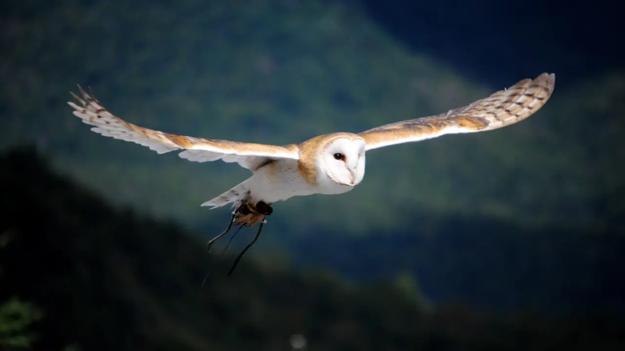 Nature's inspiration: How birds helped design the fighter jet