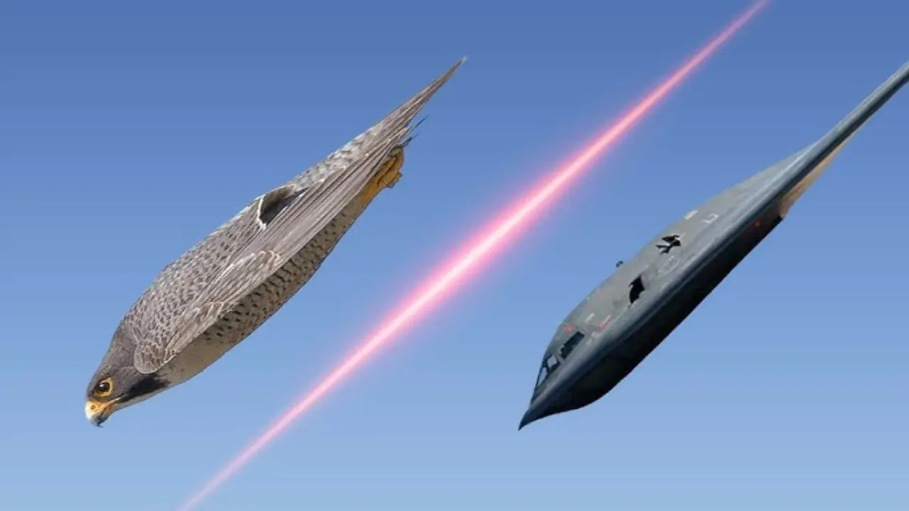 Nature's inspiration: How birds helped design the fighter jet