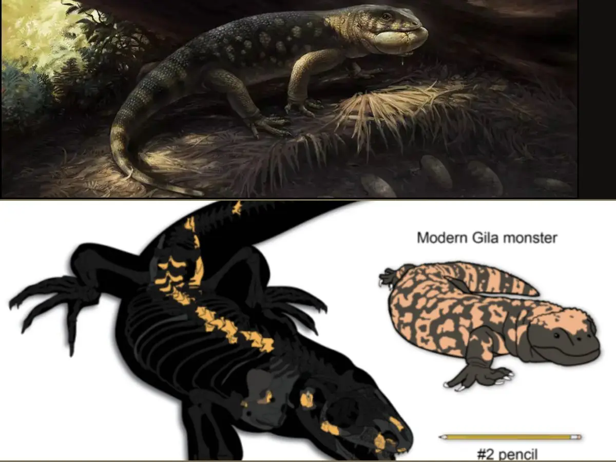 Scientists discover an armoured ‘goblin prince’ lizard that crawled ...