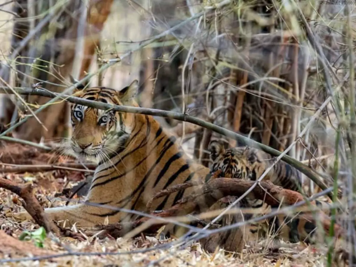 Top 5 Tiger Reserves in India you must visit at least once for an unforgettable wildlife safari