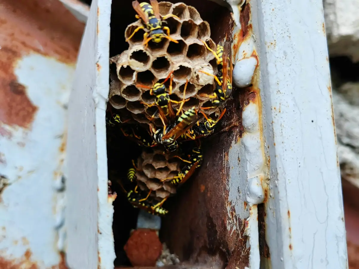 South Carolina fears nuclear leak after discovery of wasp next with ten ...