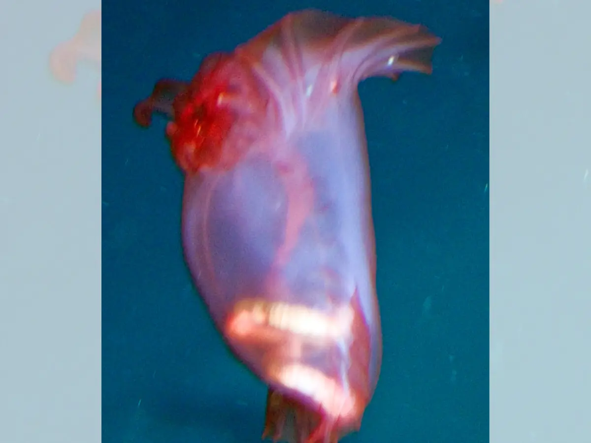 Burgundy and bizarre: Deep-sea creature looks like a roast chicken and ...