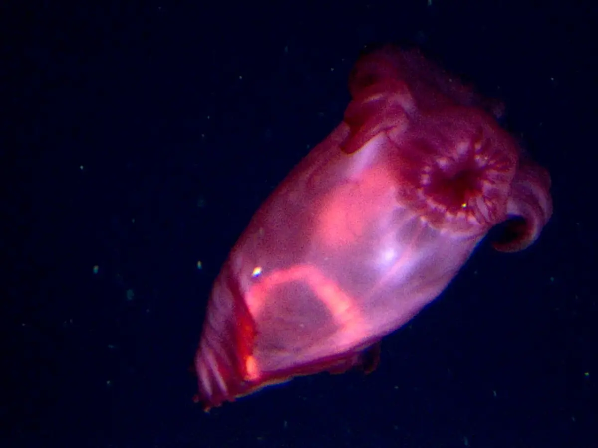 Burgundy and bizarre: Deep-sea creature looks like a roast chicken and ...