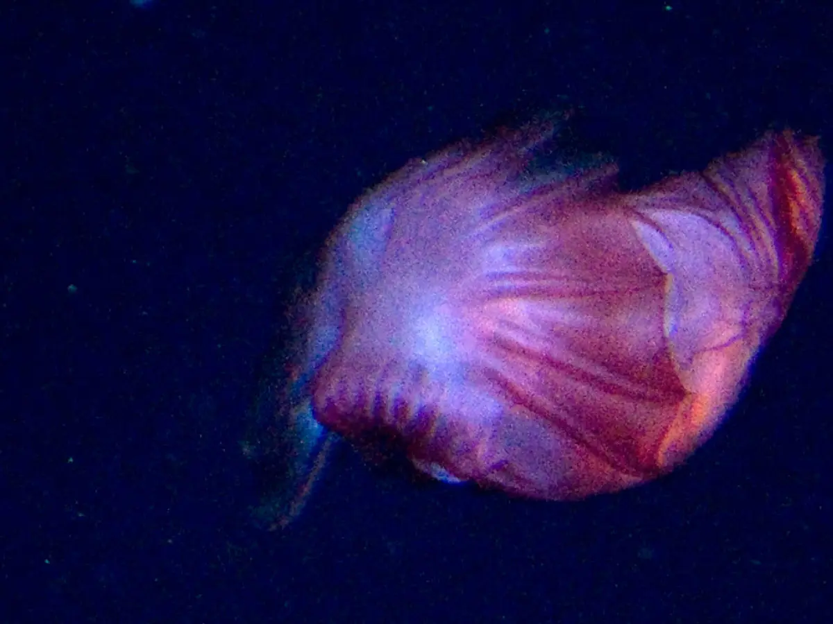 Purple Deep Sea Cucumber