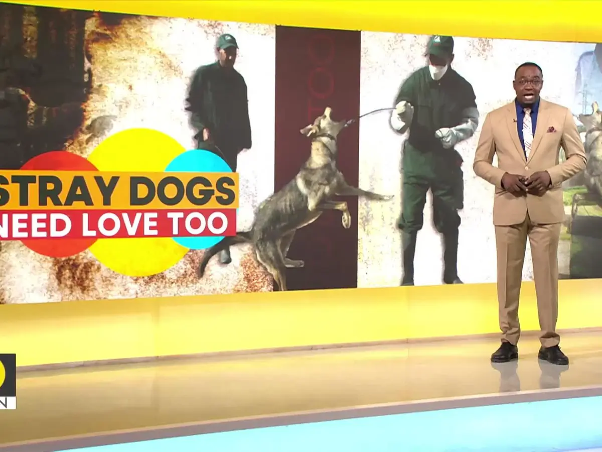 Morocco and India Share the Same Menace of Stray Dogs