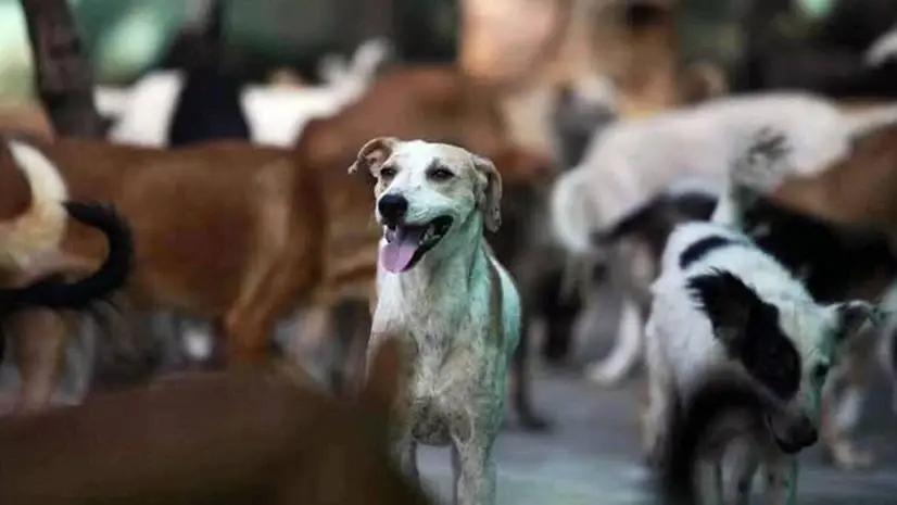 'Undertake a special drive to remove stray dogs': Rajasthan High Court ...