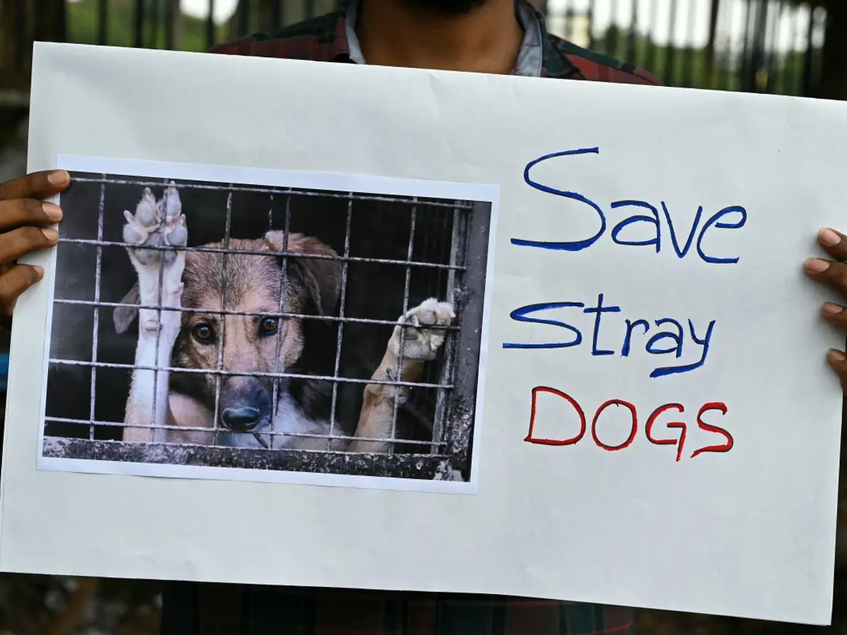 Amid raging dog debate, Karnataka MLC's boast: 'Got 2500 killed'