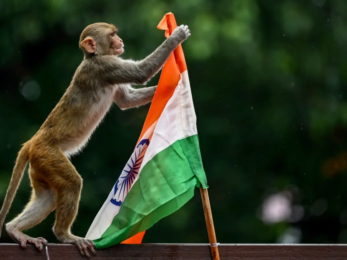 India celebrates Independence Day: Stunning Tricolour illuminates ...