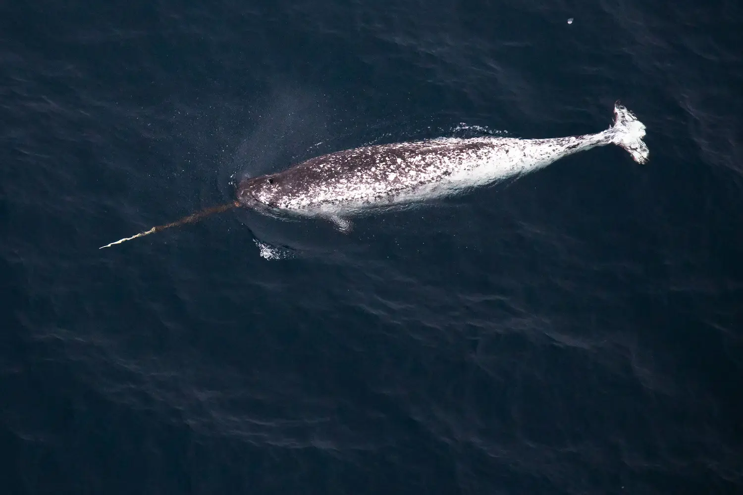'Created by mistake': 6 real hybrid animals you won’t believe exist