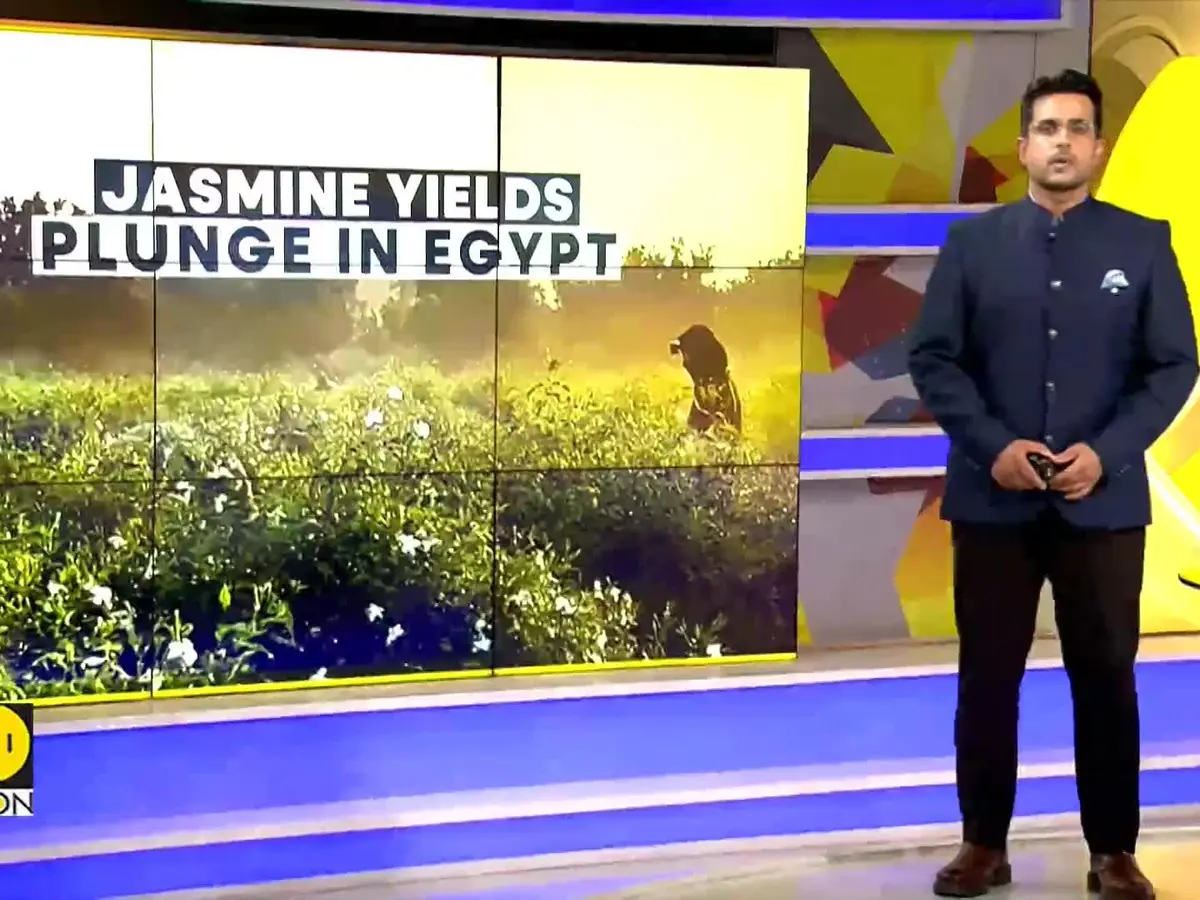 Egypt: Jasmine Fields Struggle to Survive Amid Scorching Heat