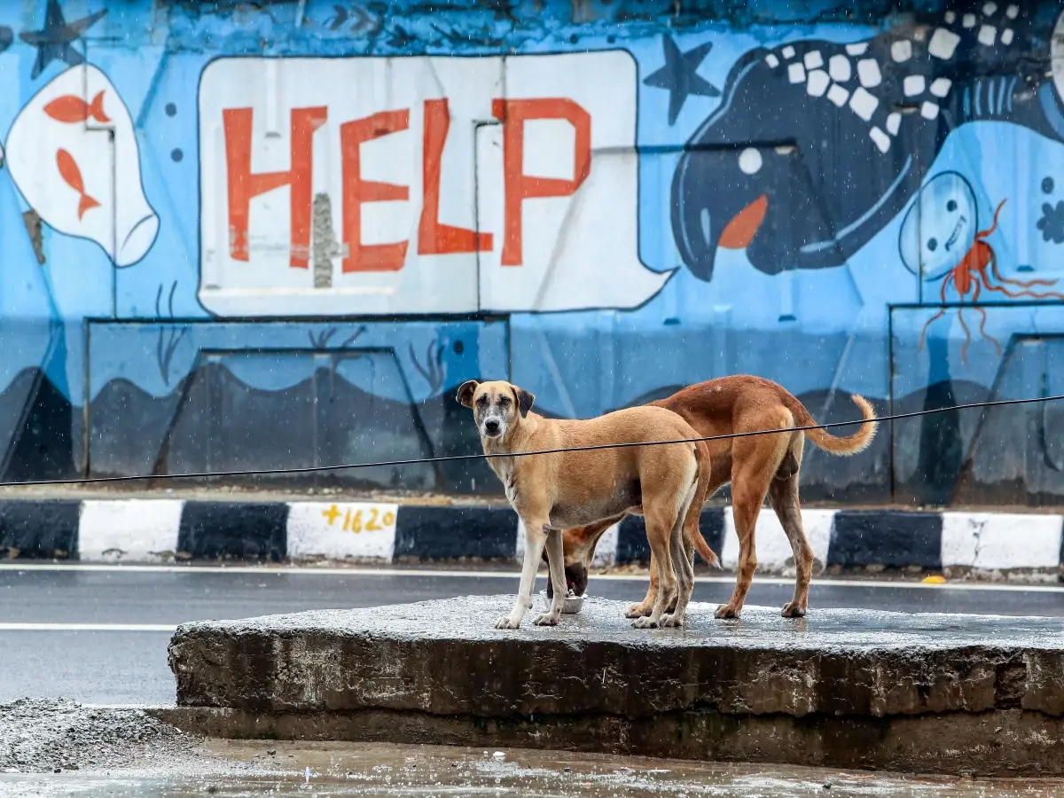 'Grateful to stray dogs': SC Judge Vikram Nath thanks dogs for global ...