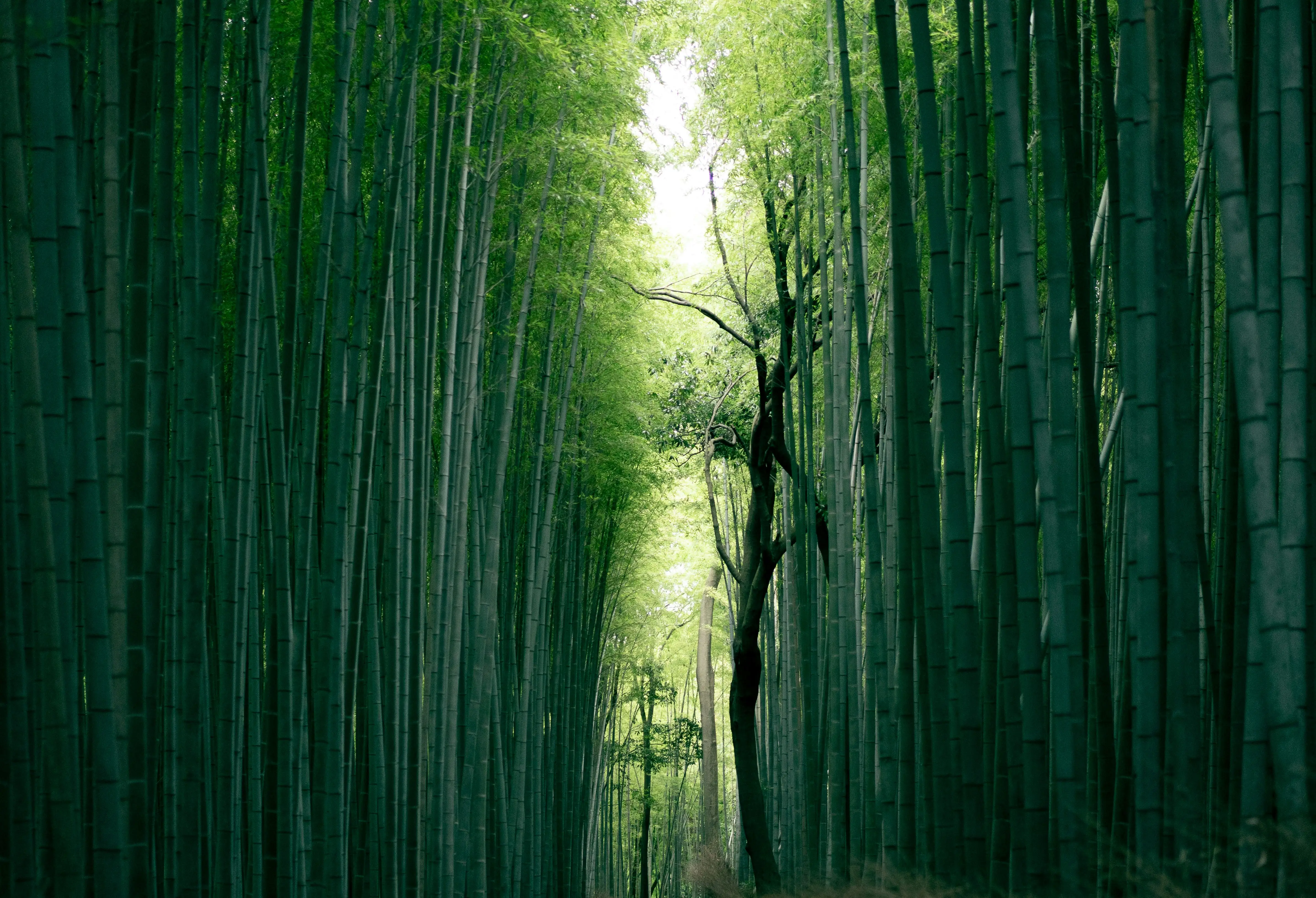 Who are world's 'Bamboo Giants'? The 7 largest bamboo-producing ...