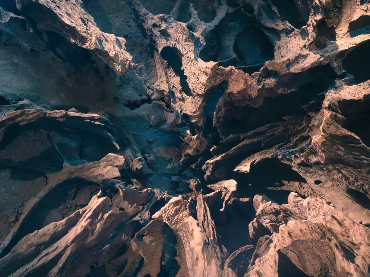 Ancient tree roots in New York reveal how life on Earth evolved | News ...