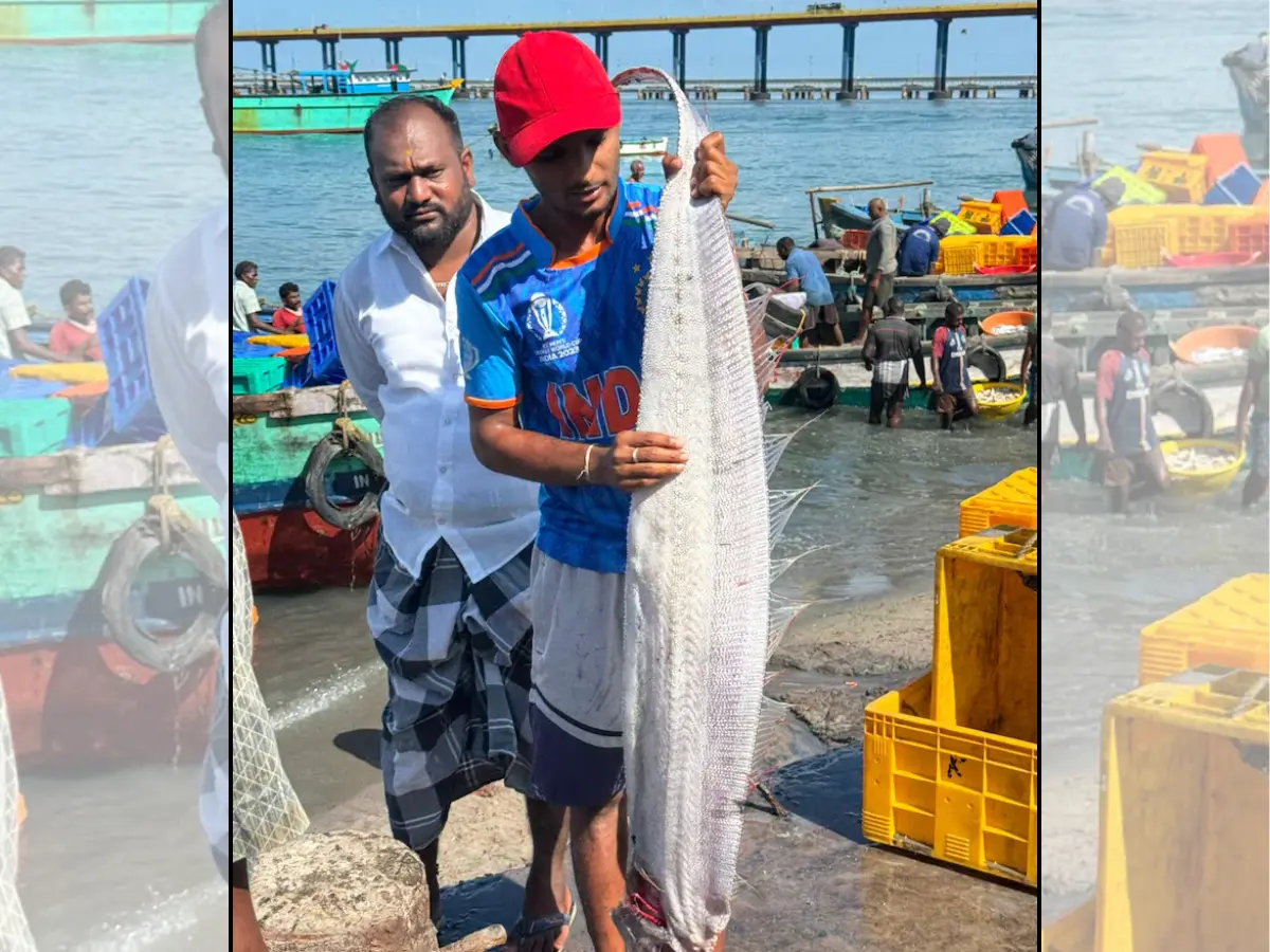 Another doomsday fish seen in India this year, twice in Tamil Nadu
