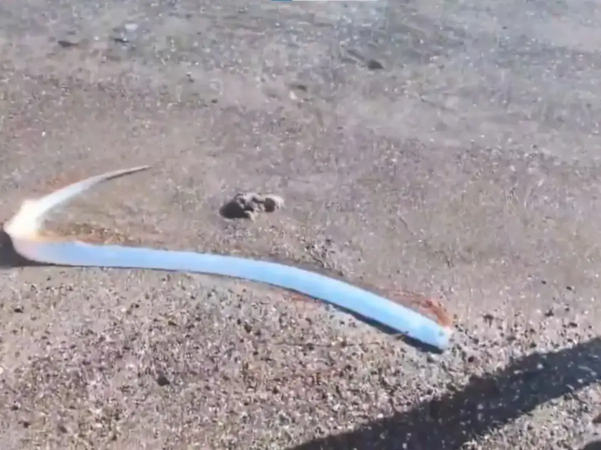 All doomsday fish sightings in 2025 - An ominous sign for humanity?