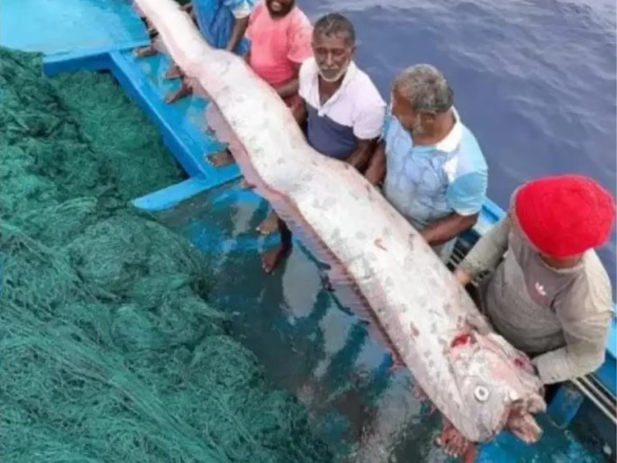 All doomsday fish sightings in 2025 - An ominous sign for humanity?