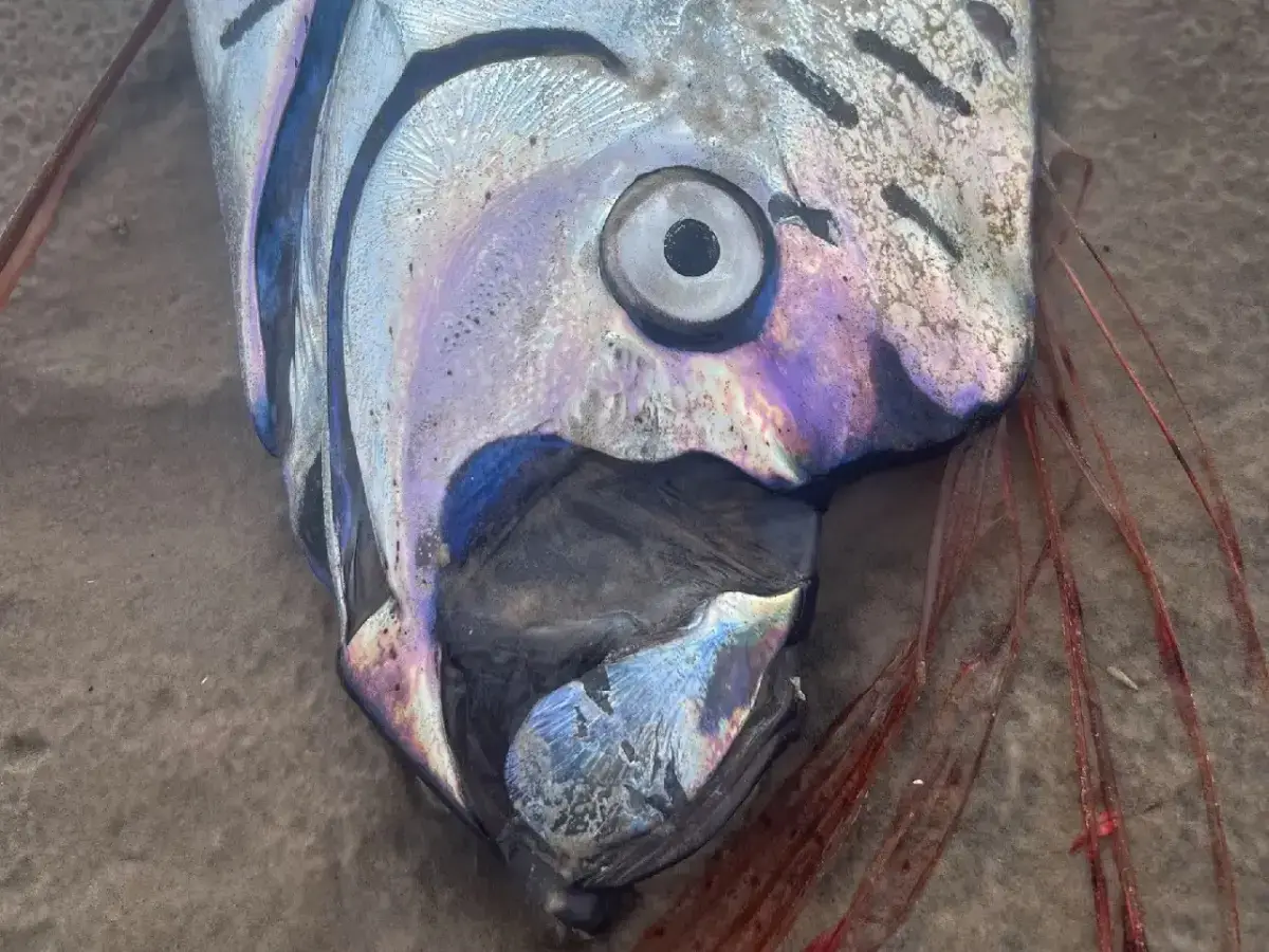 All doomsday fish sightings in 2025 - An ominous sign for humanity?