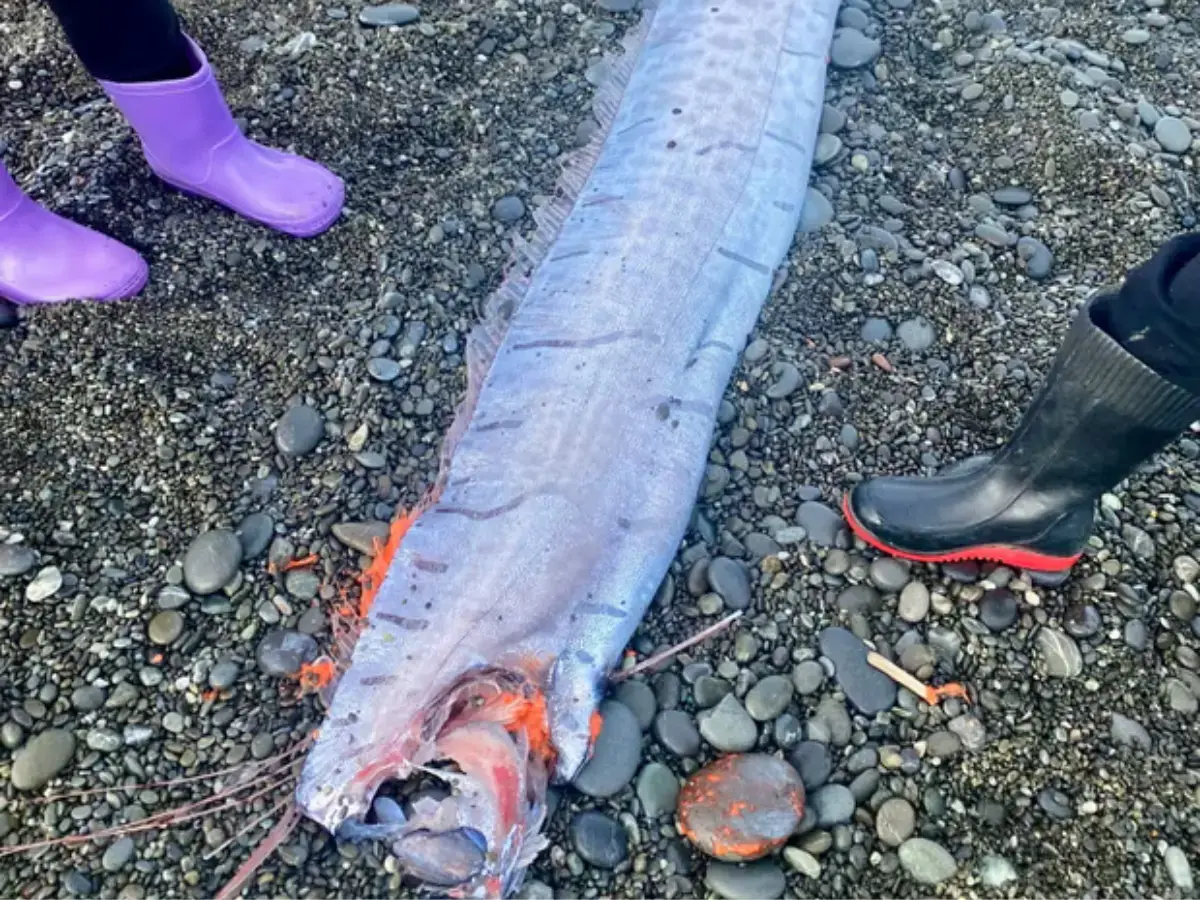 All doomsday fish sightings in 2025 - An ominous sign for humanity?