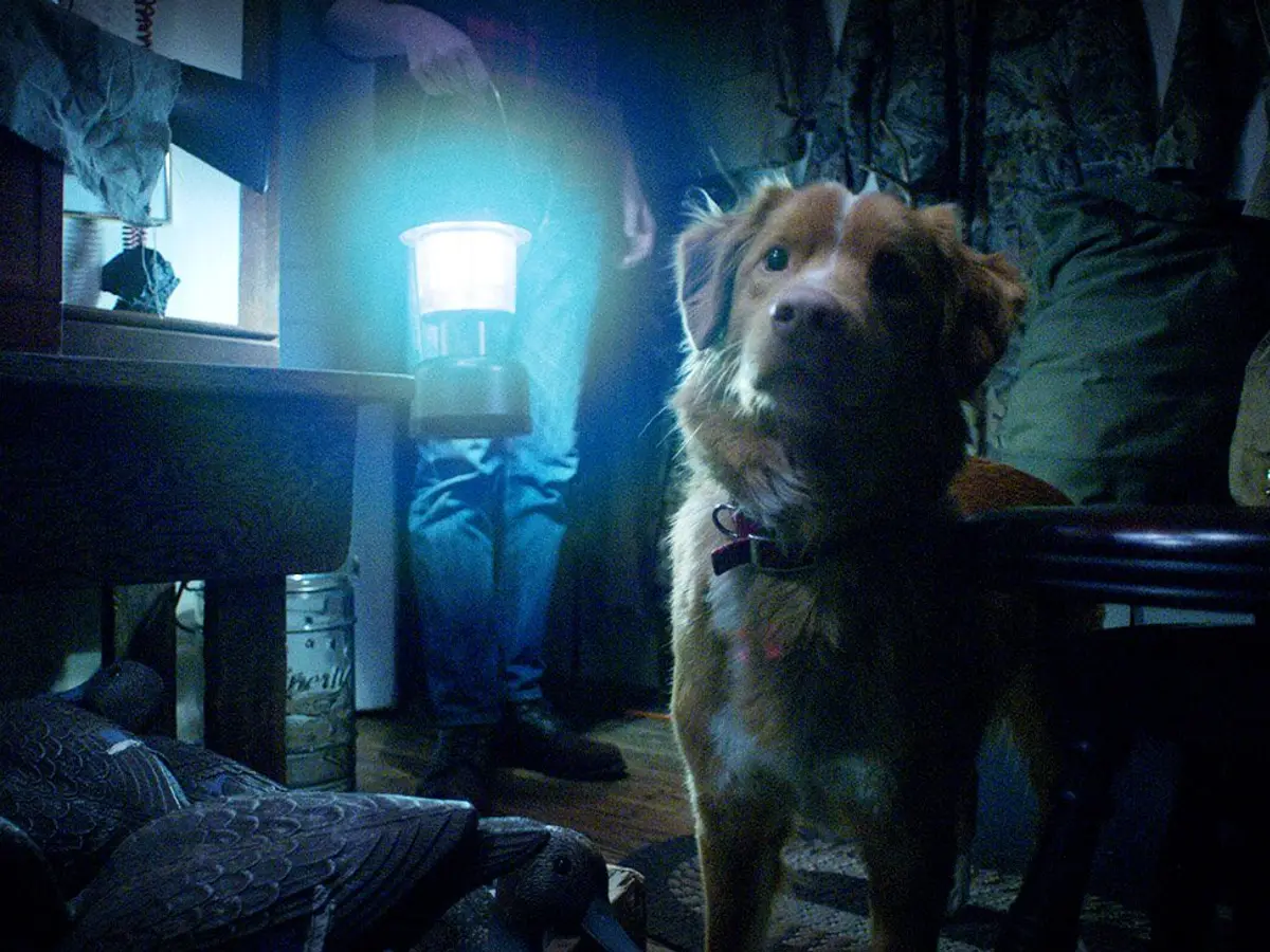 Paw-fect Oscar nominee! Indy the Dog from Good Boy demands Academy ...