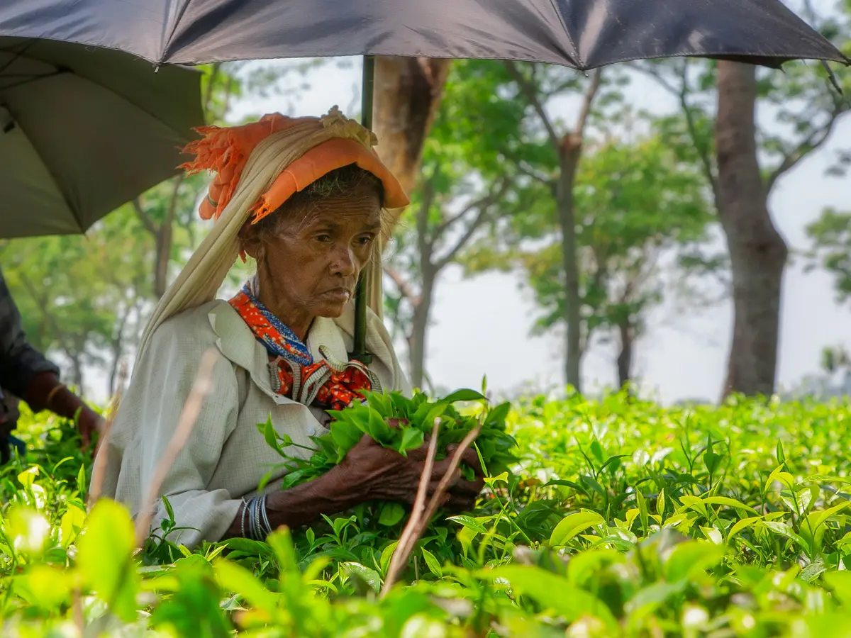 From Darjeeling to Nilgiris: The top 7 largest tea-producing states in ...