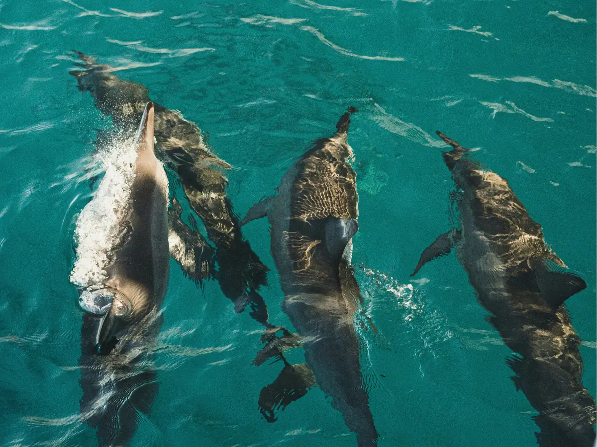 Dead dolphins with 'Alzheimer's brain' washing ashore in Florida carry ...