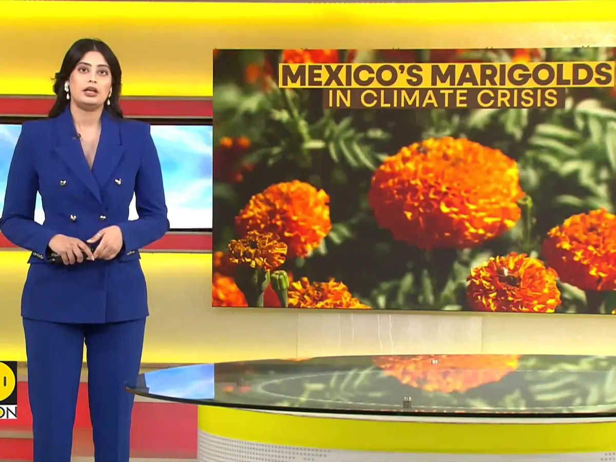 Mexico: Climate Change Threatens Mexico’s Iconic Day of the Dead Marigolds