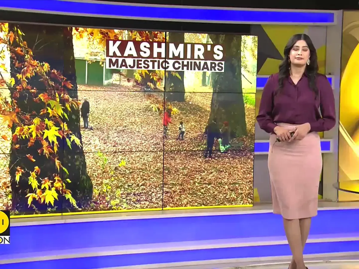 Kashmir’s Chinar Trees Undergo Stunning Transformation, Draw Massive ...