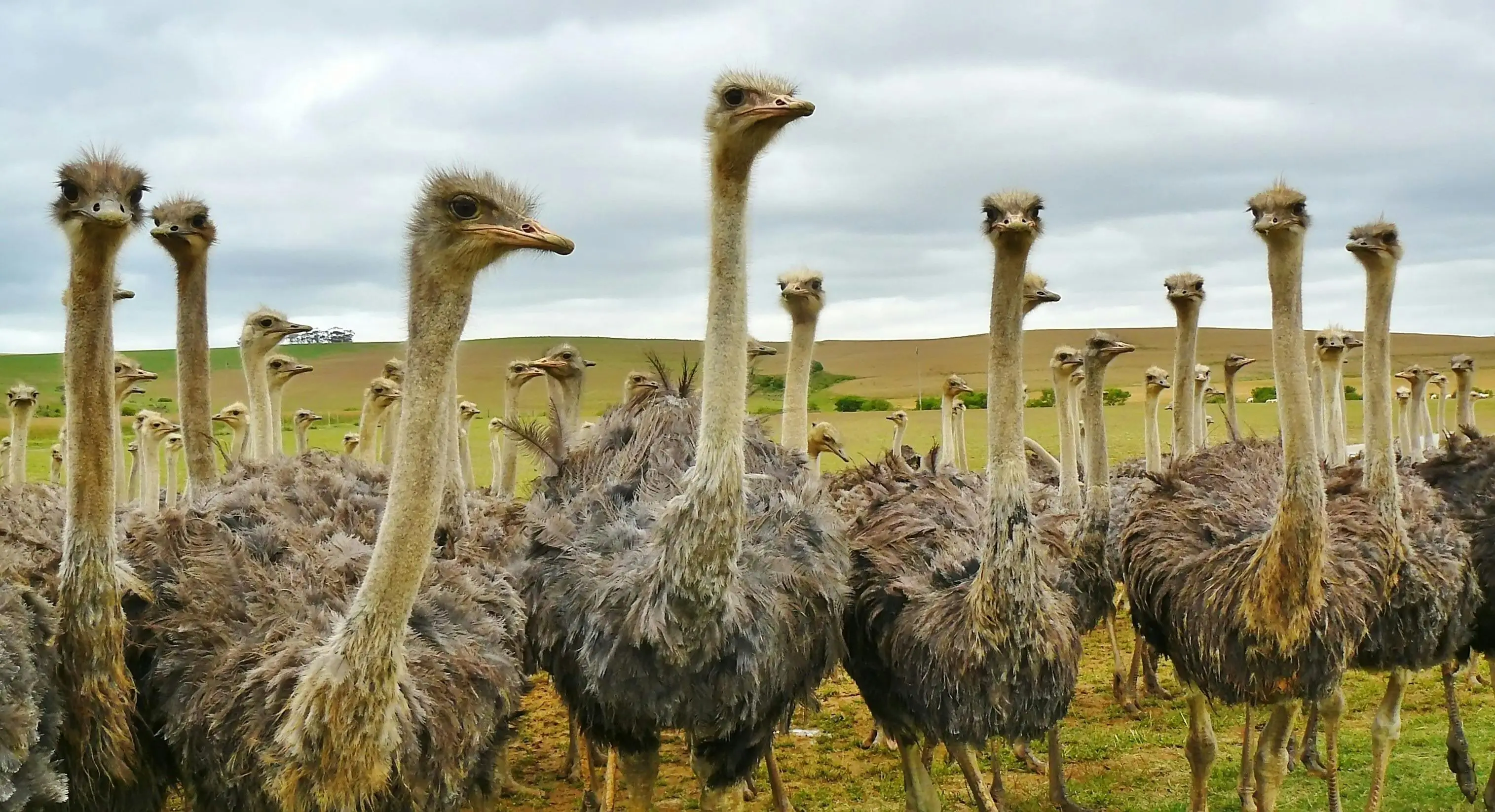 314 ostriches shot dead on Canadian farm — Owner puts forward COVID-19 ...
