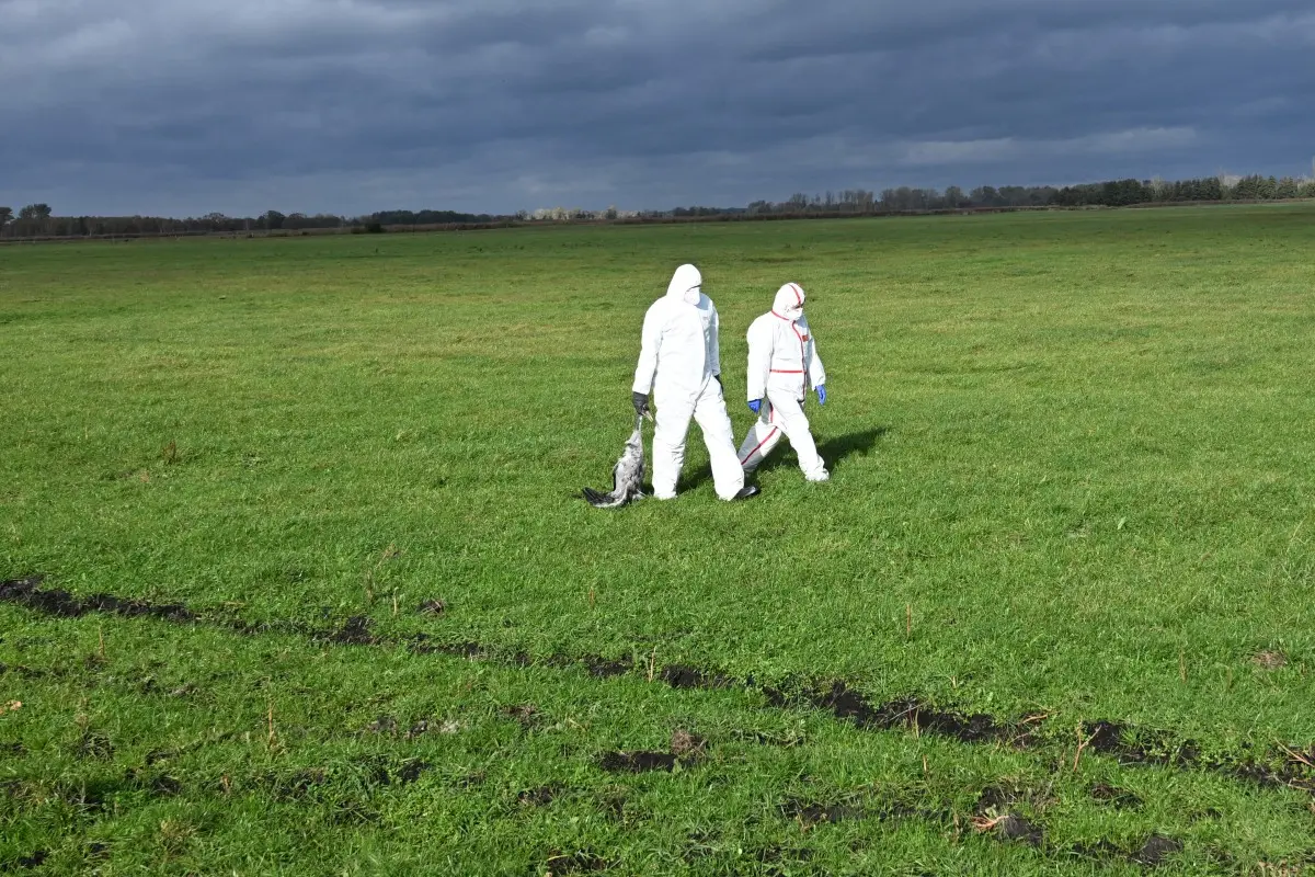 'Unpredictable’ virus infects a human for first time in US - Know ...