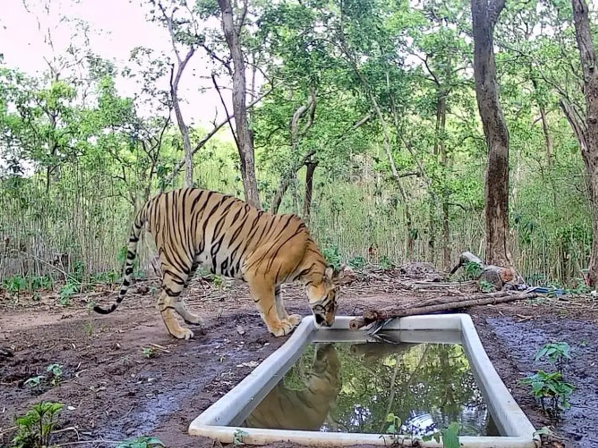 After 32 years, Tiger finally returns to Gujarat’s forest