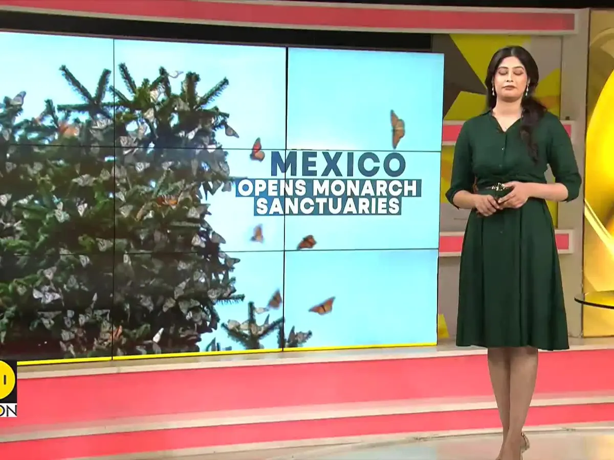 Mexico: Migration season begins for Monarch butterflies
