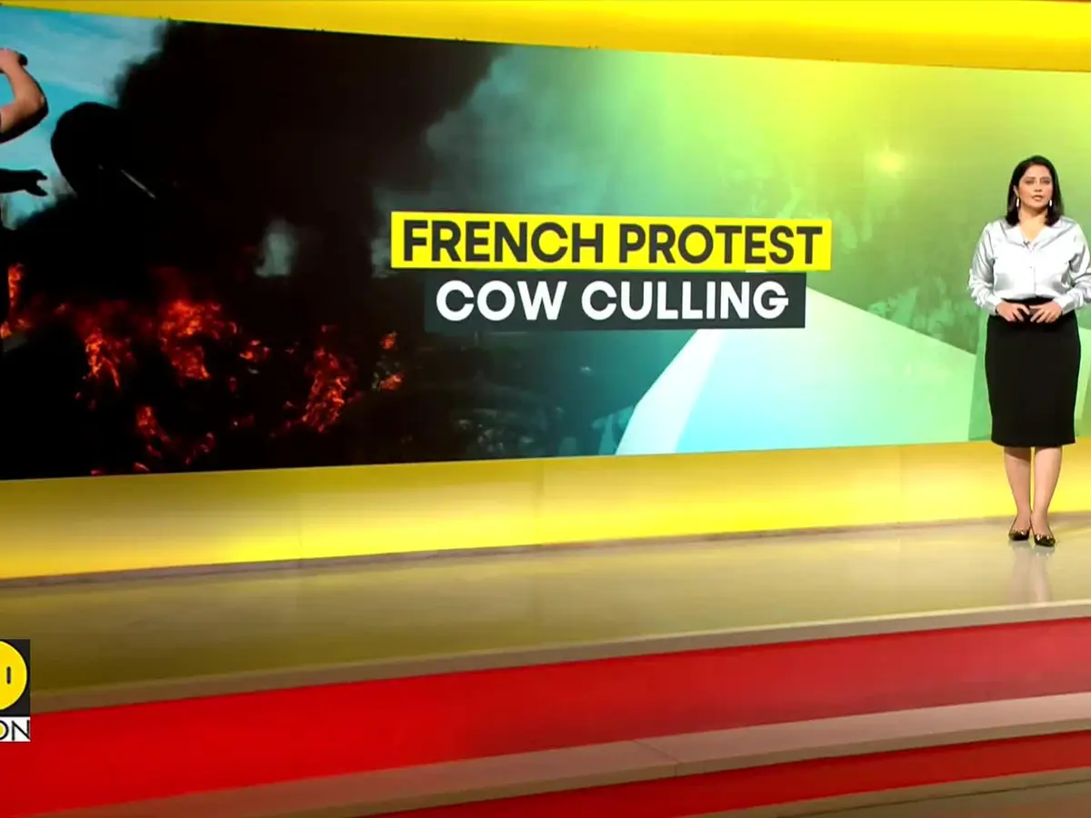 France protests: Cow culling due to a lumpy skin disease sparks outrage ...