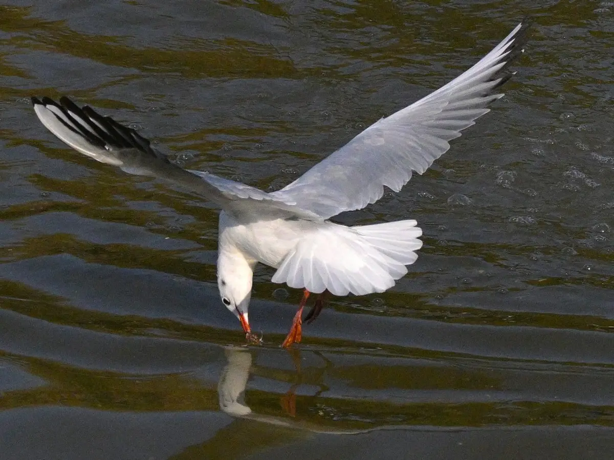 A Chinese GPS-tagged migratory seagull was found near INS Kadamba in ...