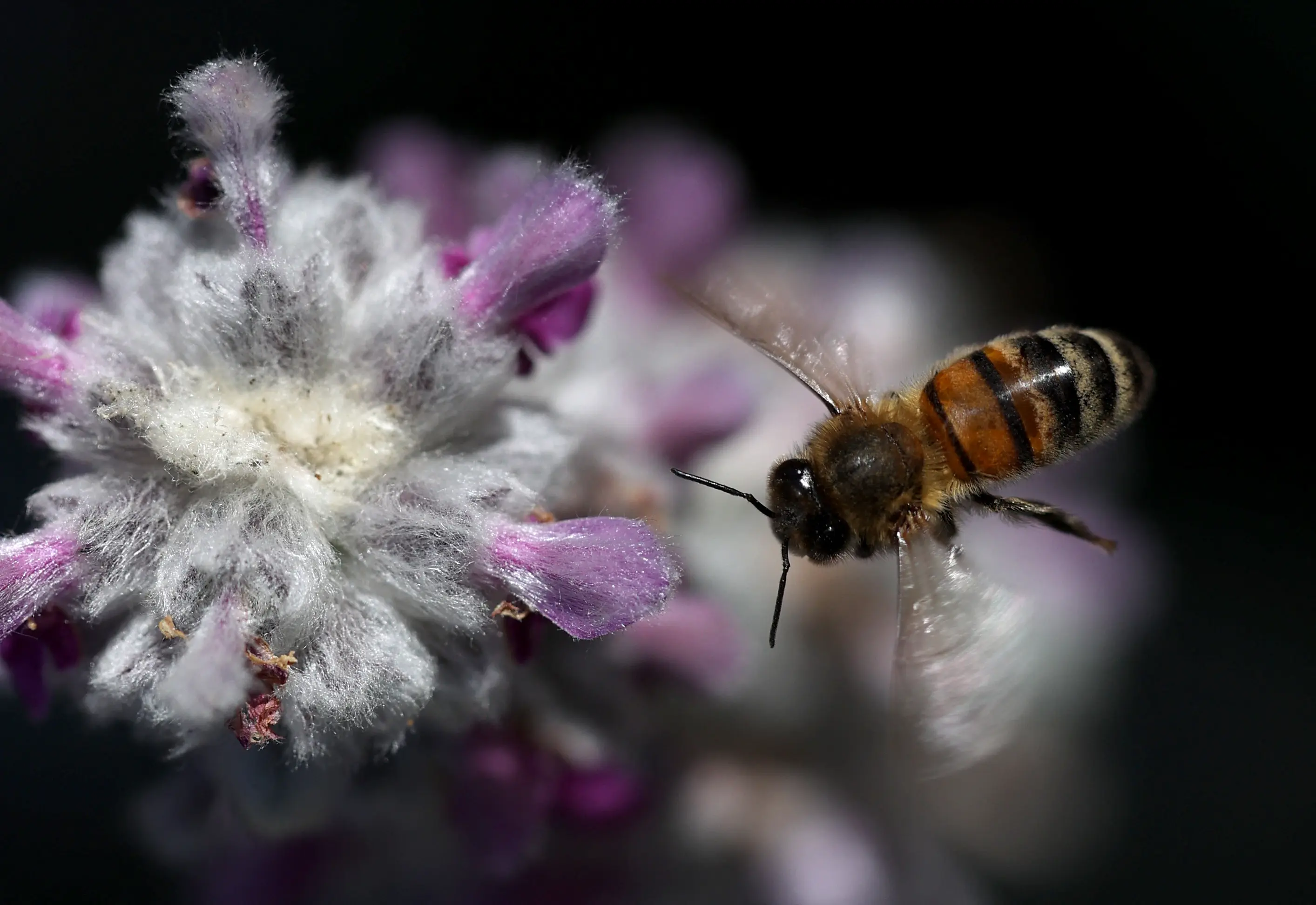 Honeybee venom may lead to new treatments for aggressive breast cancer