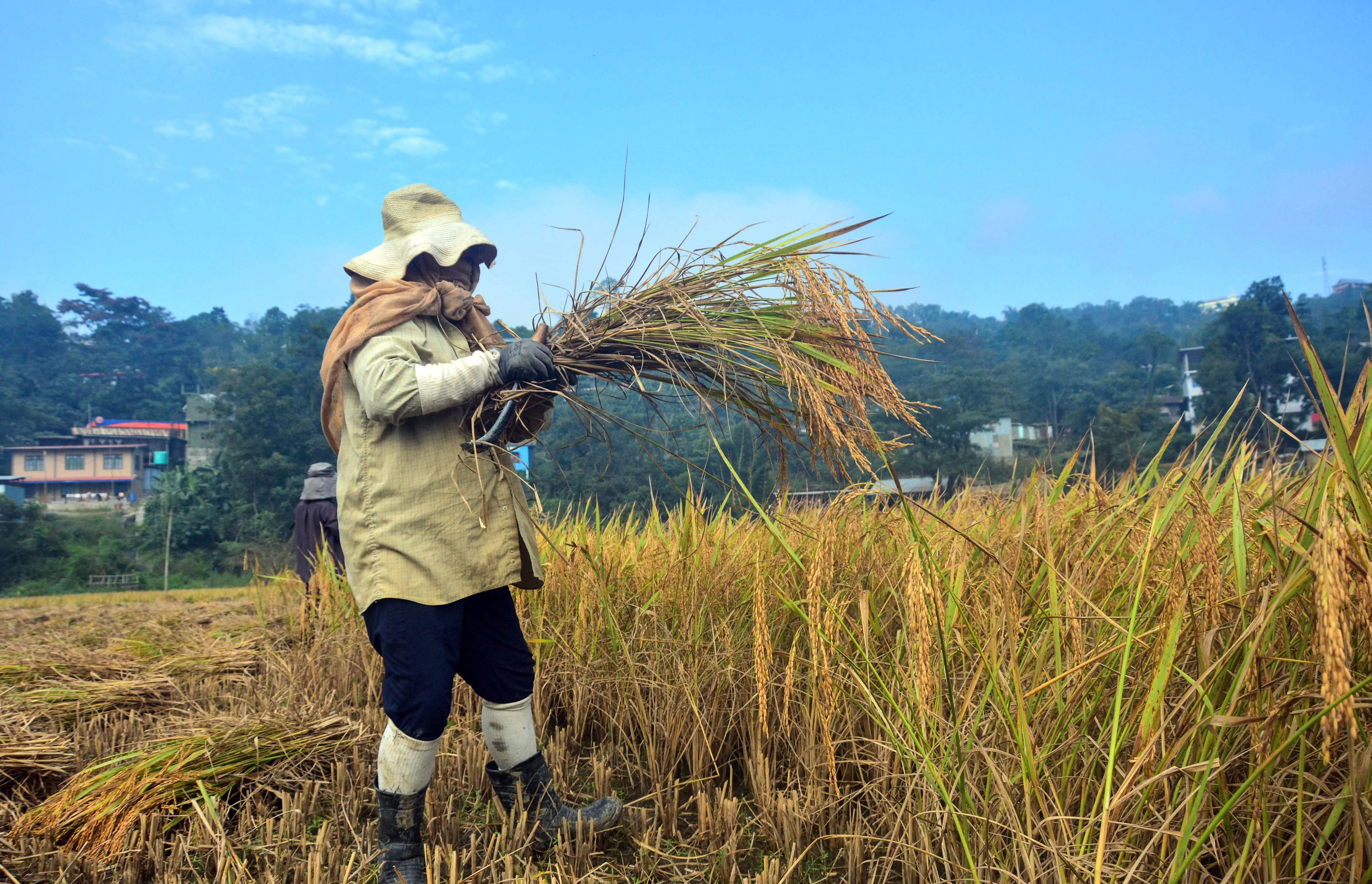 Despite political tensions, Indian rice remains Bangladesh’s best bet