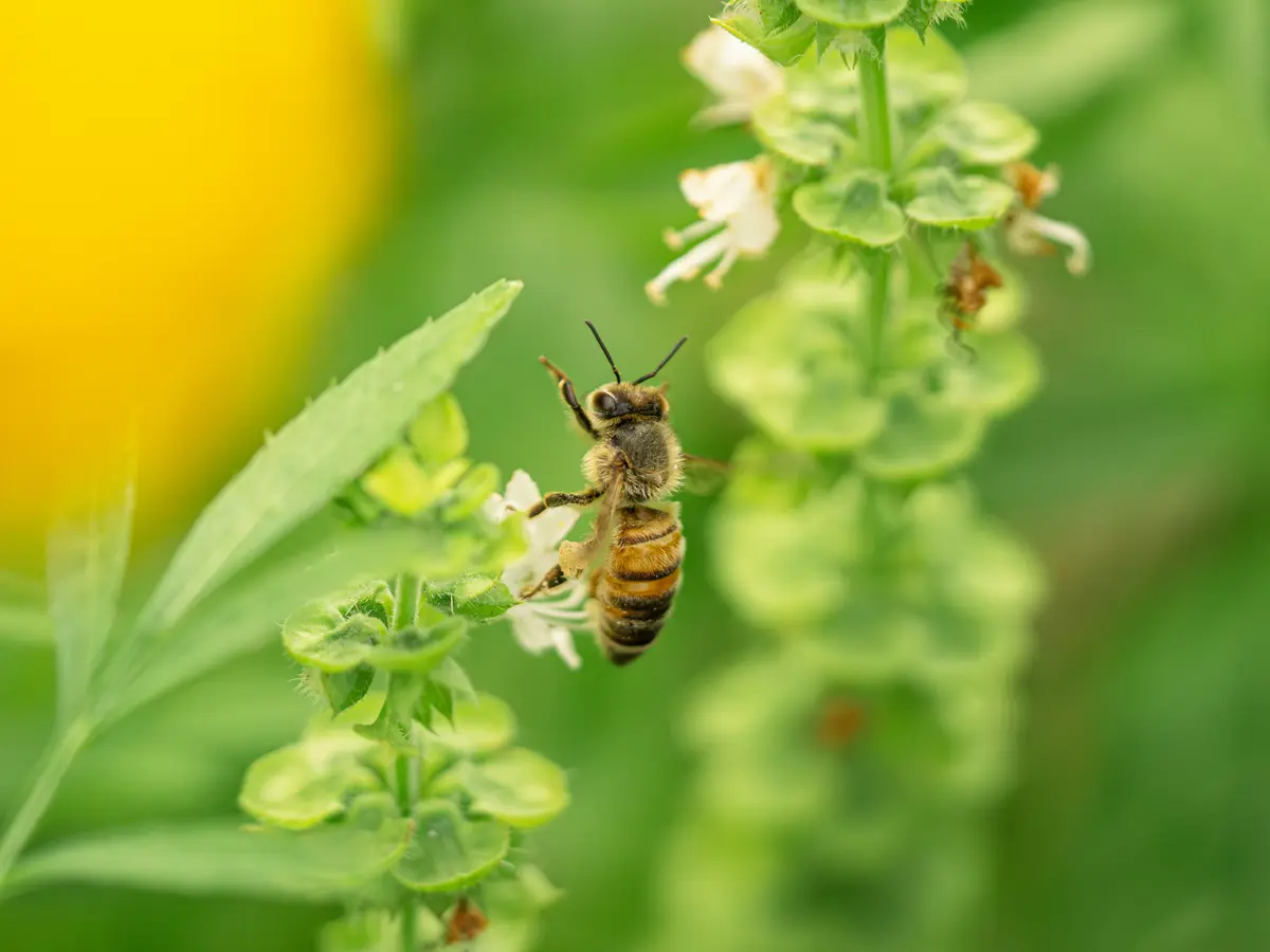Hive mind meets deep space: Honeybees did MATHS, revealing what an ...
