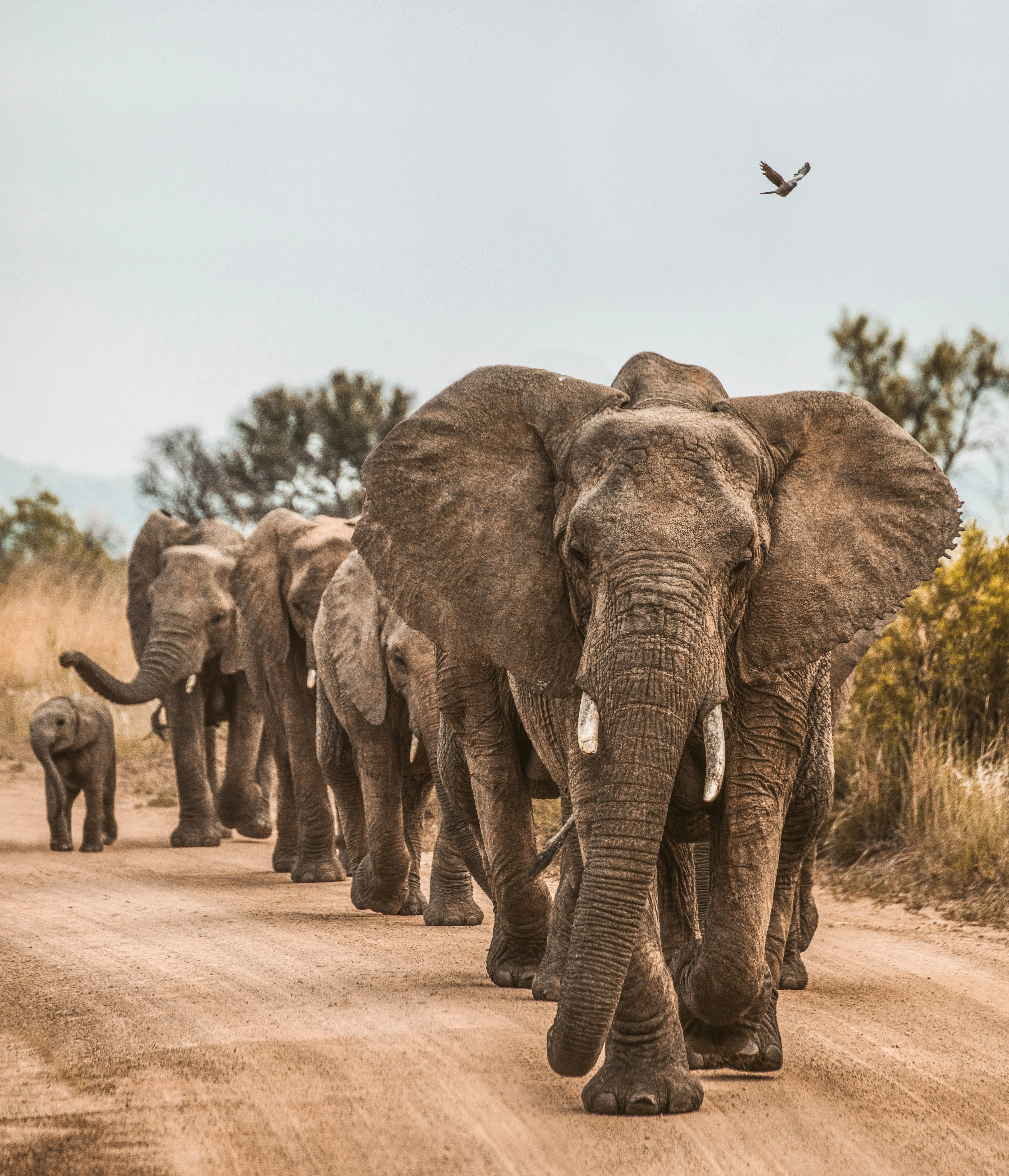 Here's what Thailand is using to curb growing wild elephant population