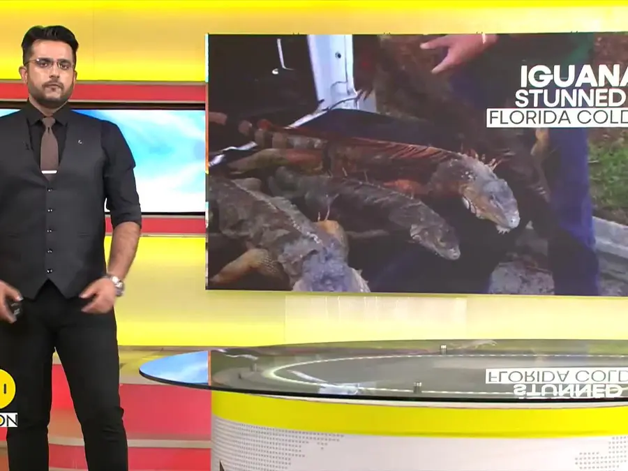 Iguana News - Latest Iguana News, Breaking Iguana News, Iguana News ...