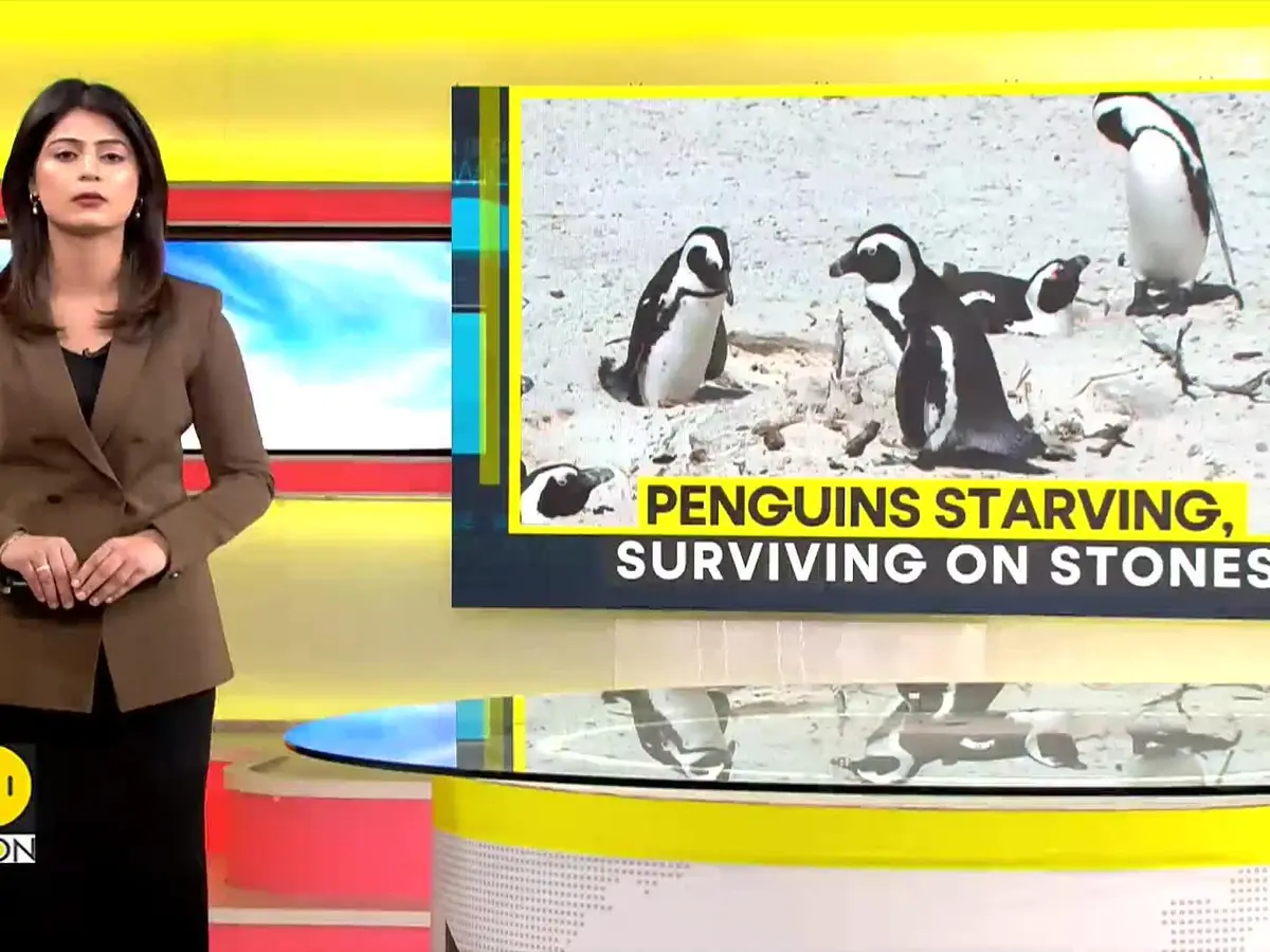 Penguins Starving Toward Extinction as Food Scarcity Devastates South ...