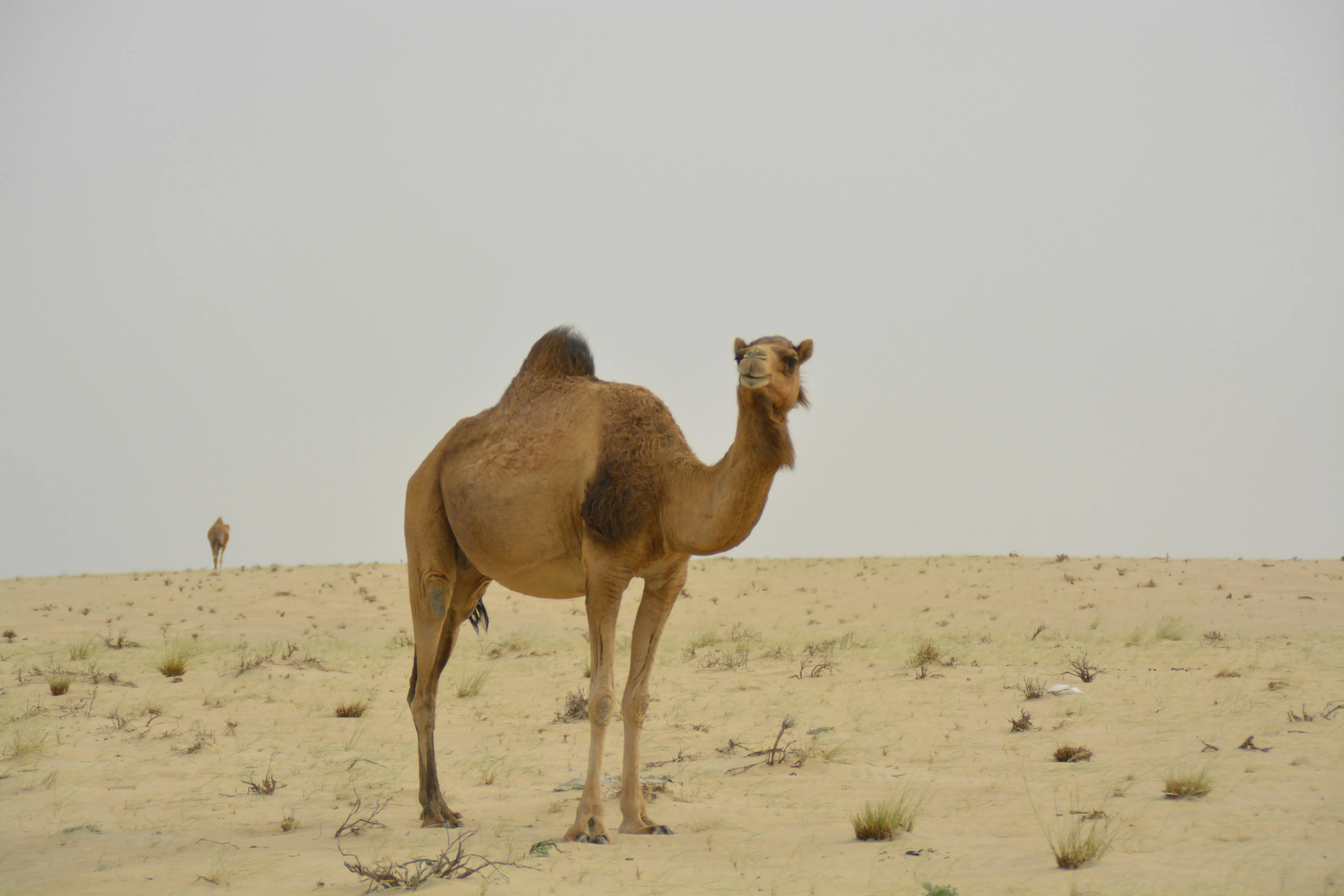 20 camels found cheating at beauty pageant, disqualified for getting ...