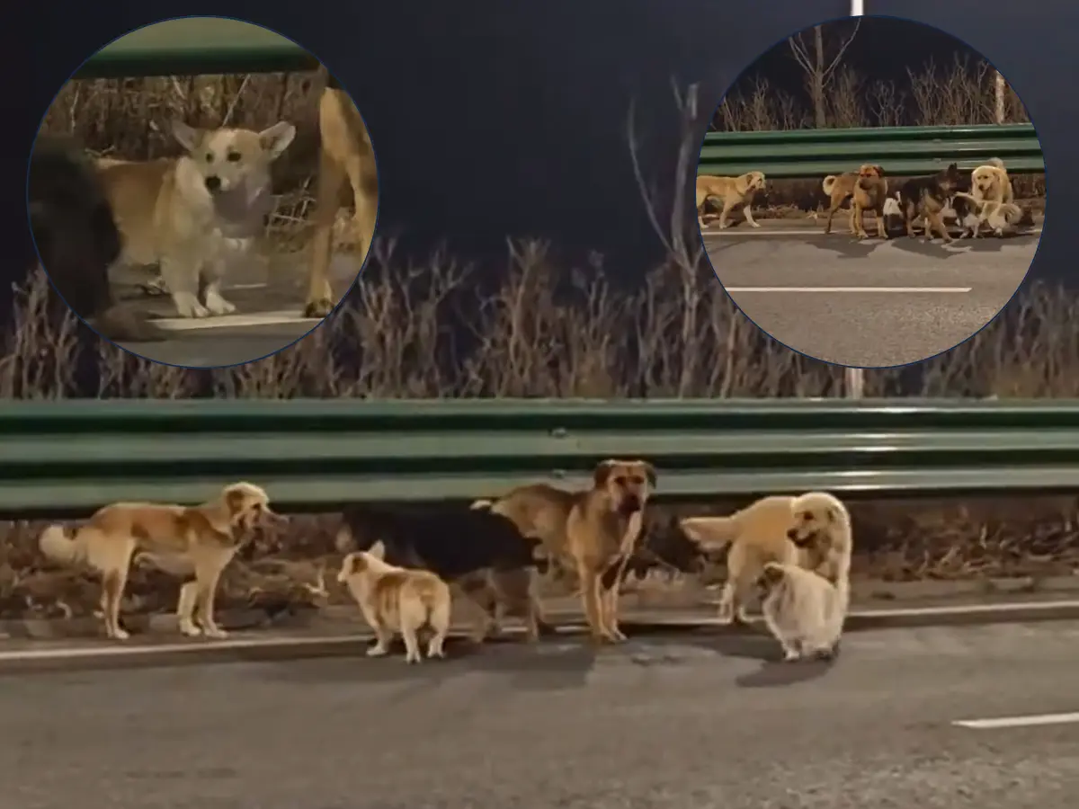 No dog left behind: Tiny Corgi leads pack of 7 stolen dogs on ...