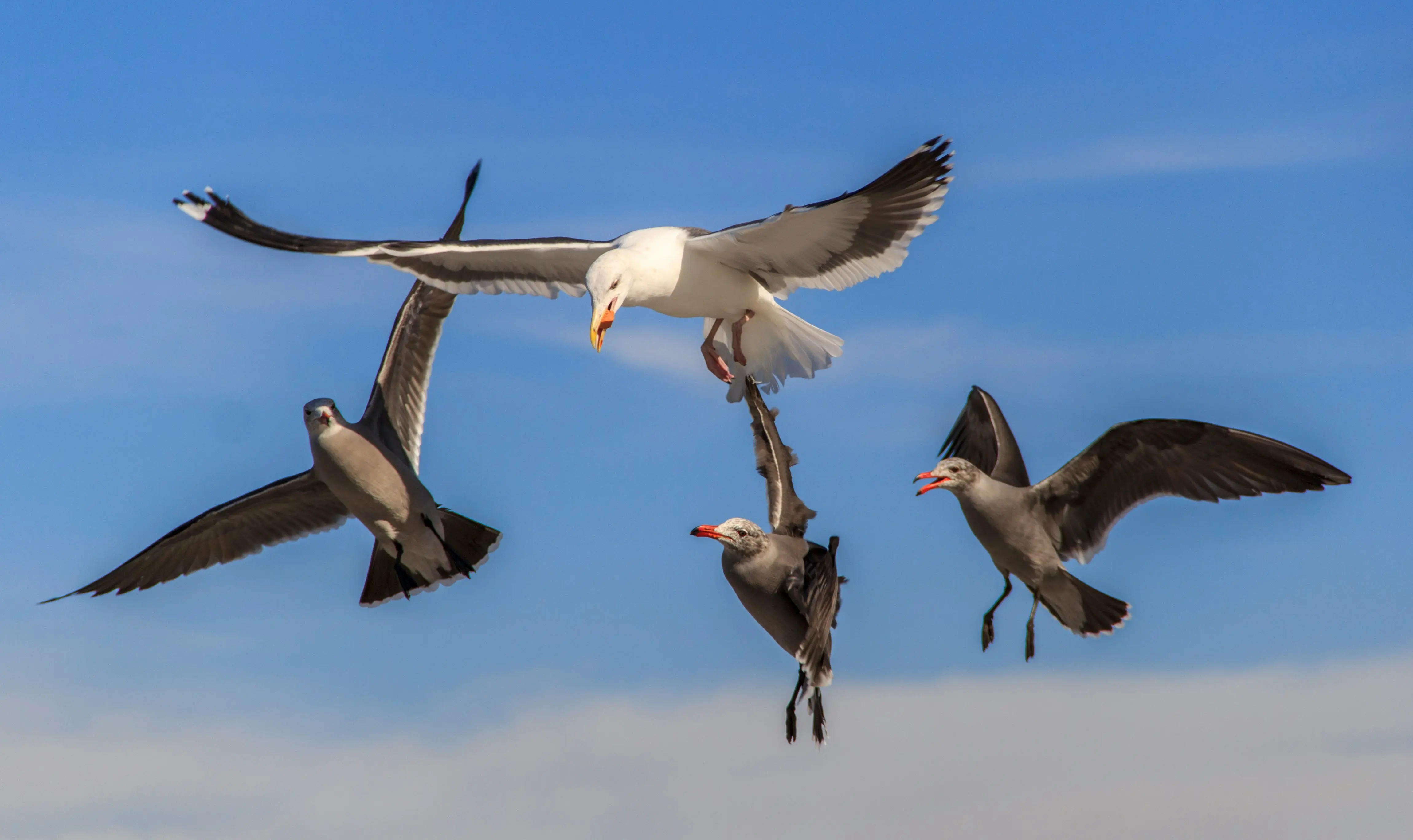Seagulls are watching, waiting and staging coordinated attacks on humans